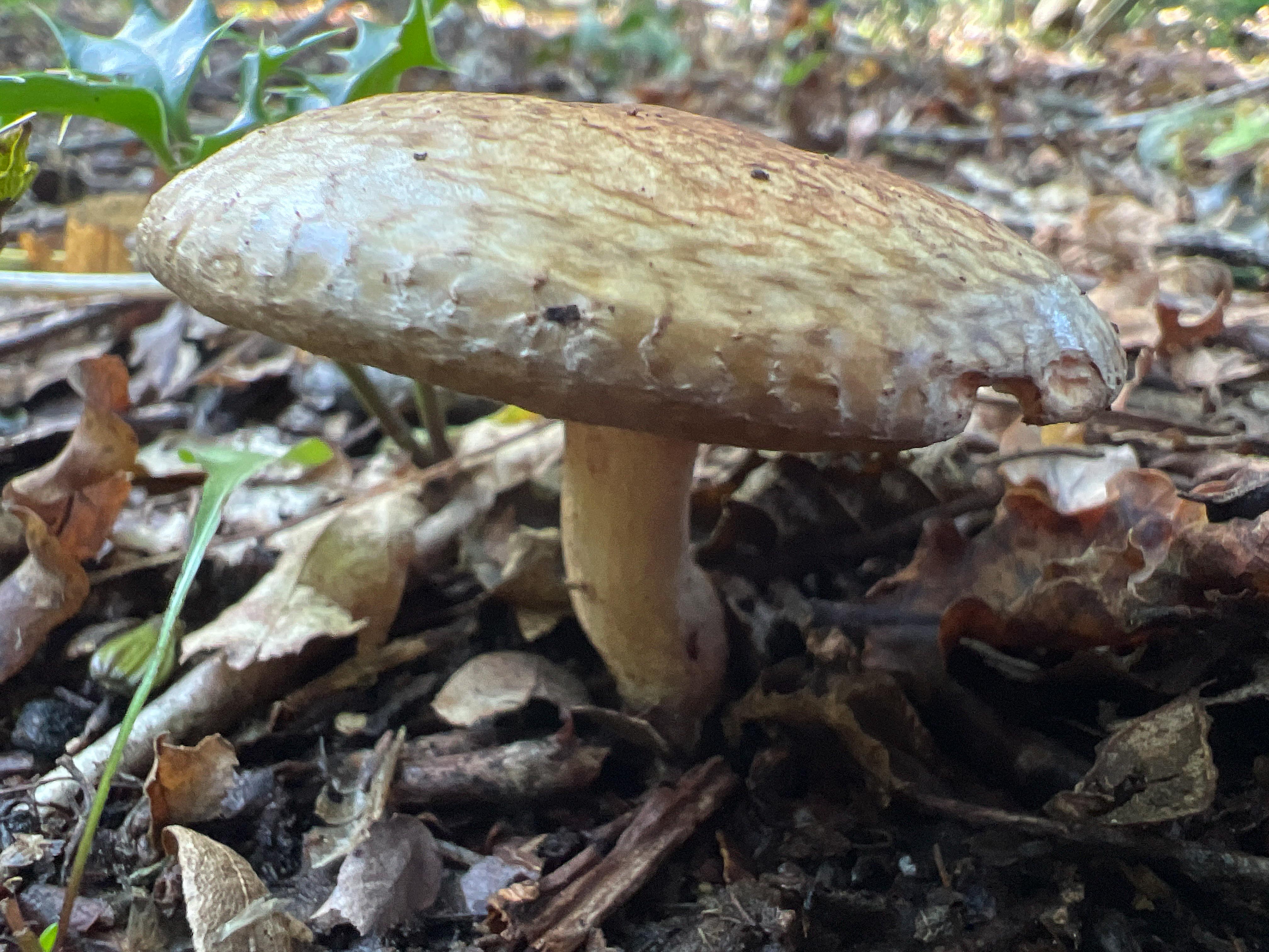 Fungi – Blyth Woods