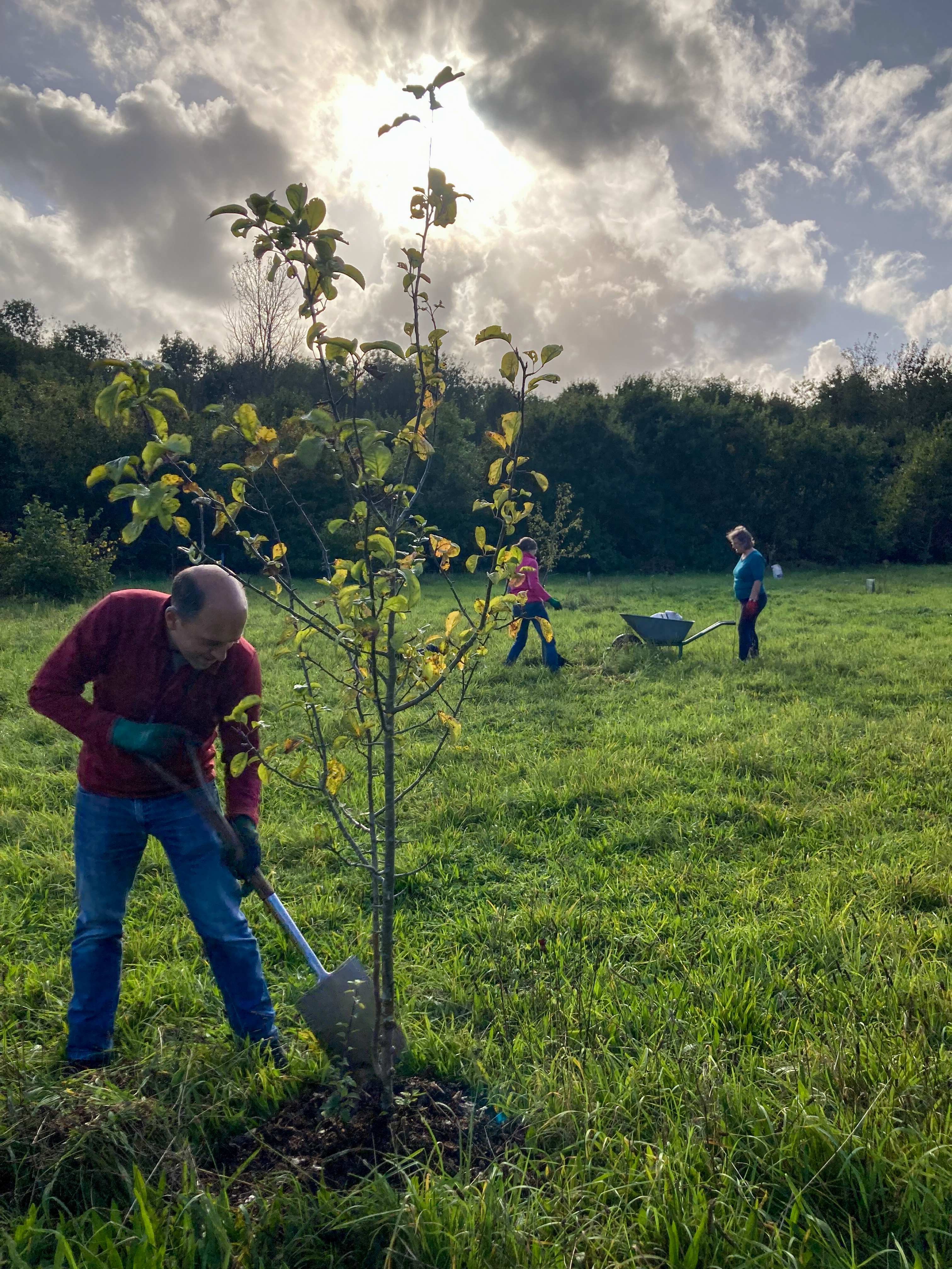 Mulching the fruit trees in Merton Wood Orchard. – Blyth Woods